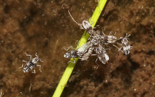 Microvelia oceanica · iNaturalist