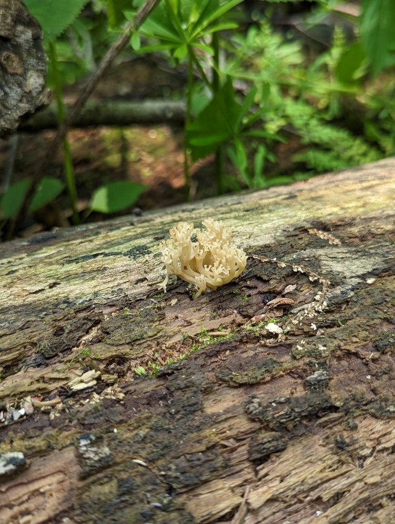 crown-tipped coral fungus from Barada, NE, USA on May 17, 2023 at 01:15 ...
