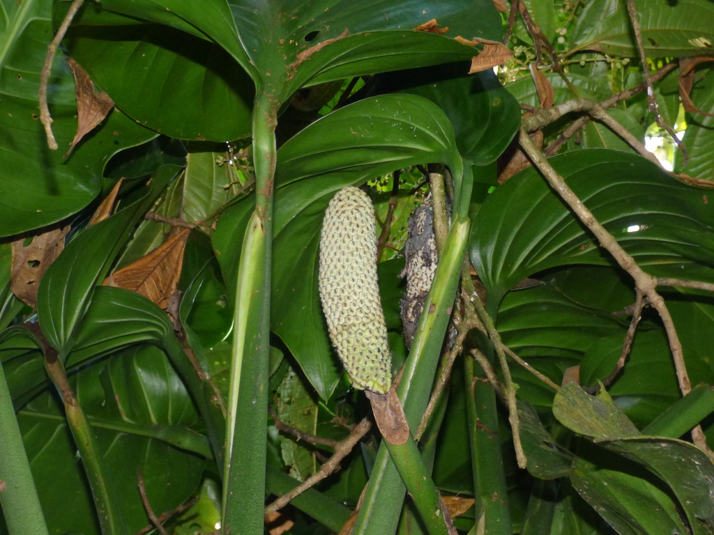 arum family from Magé, RJ, Brasil on June 7, 2023 at 03:29 PM by Victor ...