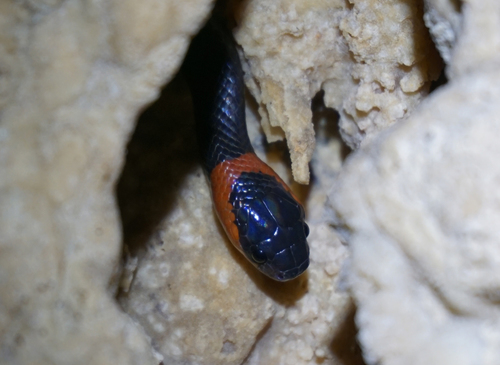 Ringed Snail Sucker (Reptiles of Costa Rica's Southern Caribbean ...