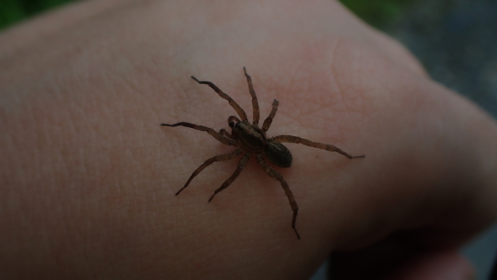 Rustic Wolf Spider from 66230 Prats-de-Mollo-la-Preste, France on May ...