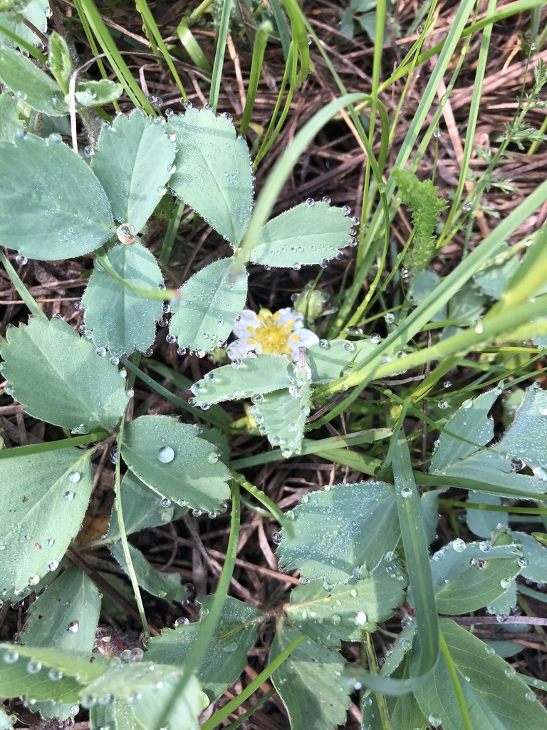 Virginia strawberry from Lake Tahoe Basin Management Unit, South Lake ...