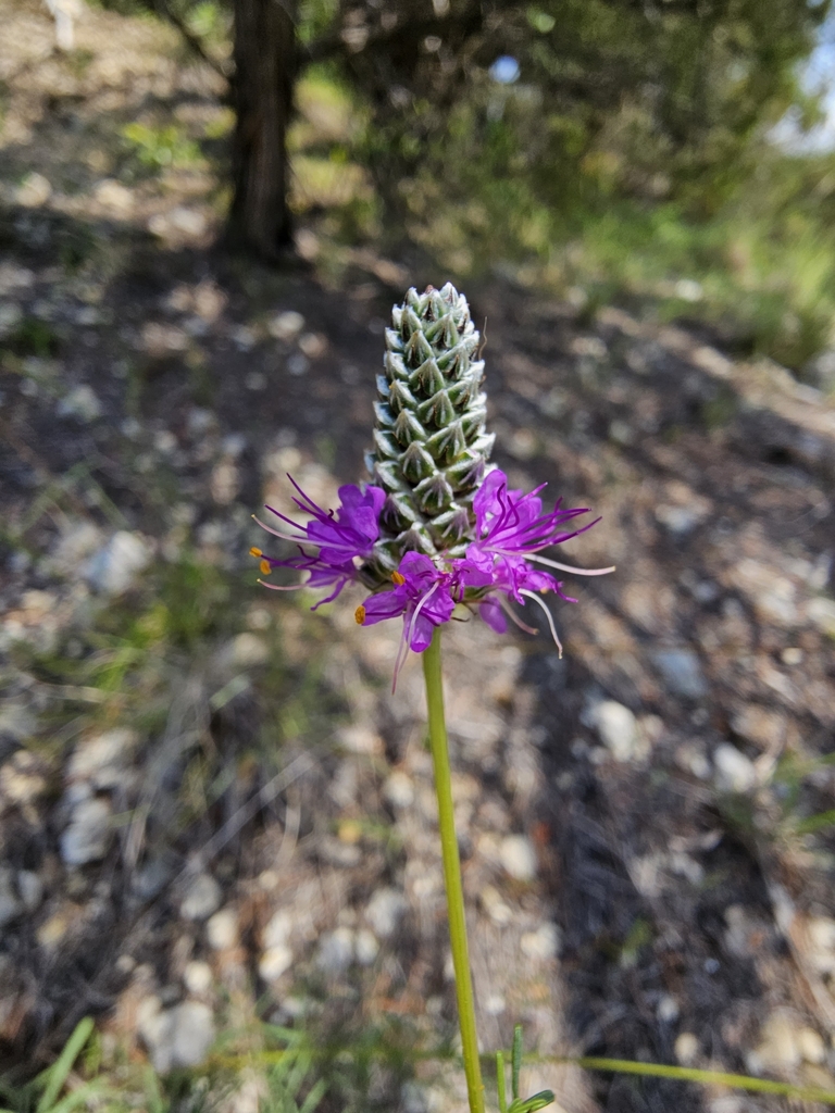 Slender Prairie Clover from Cleburne, TX 76033, USA on June 7, 2023 at ...