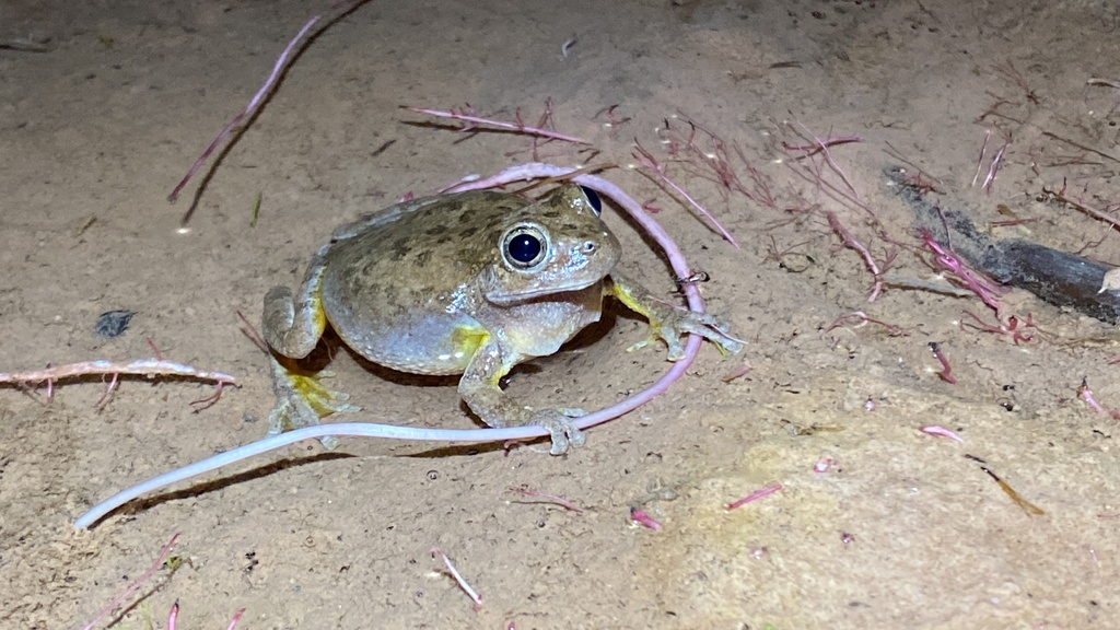 Canyon Tree Frog in June 2023 by derek_uhey · iNaturalist