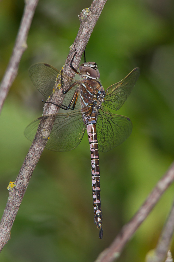 Variable Darner from Turtle Mountain Area near Bottineau, Bottineau Co ...