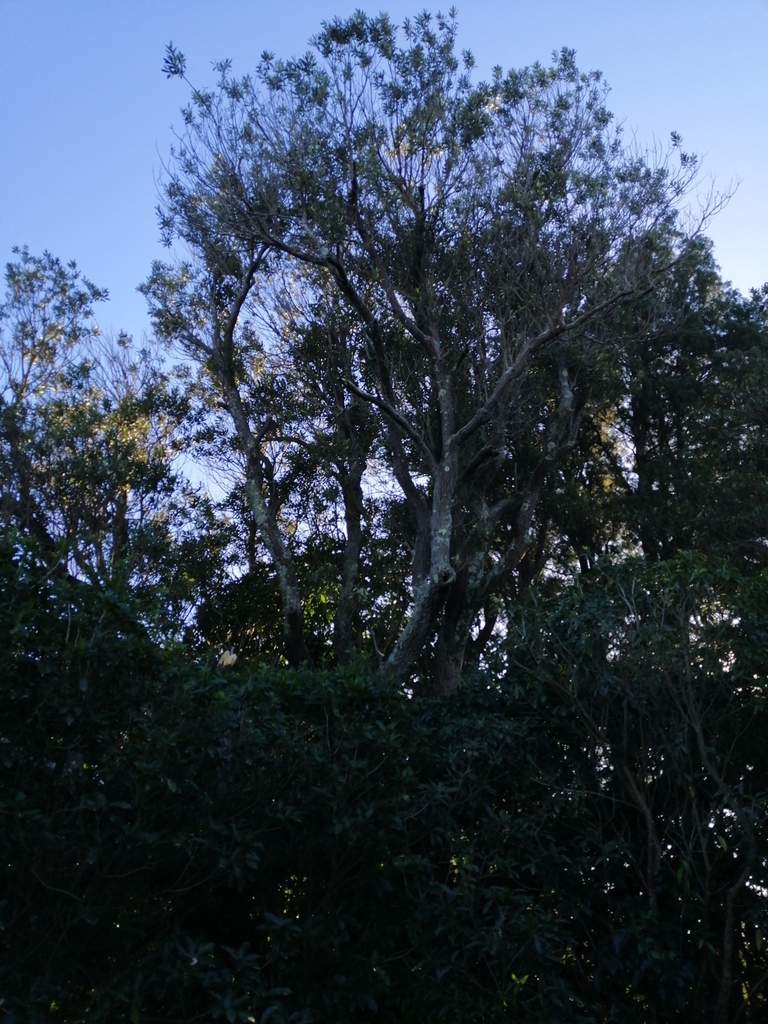 Hinau from Waikanae 5036, New Zealand on June 8, 2023 at 10:14 AM by ...