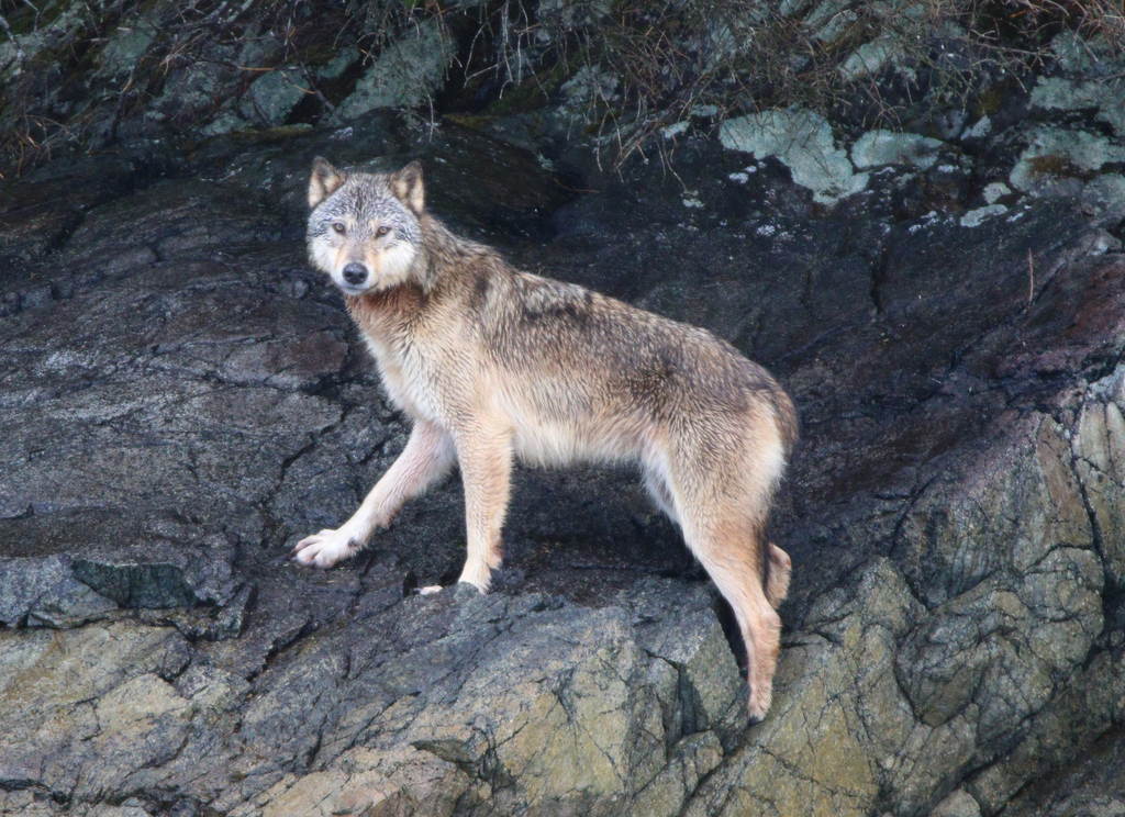 Coastal Wolf (Canis lupus crassodon) - Know Your Mammals