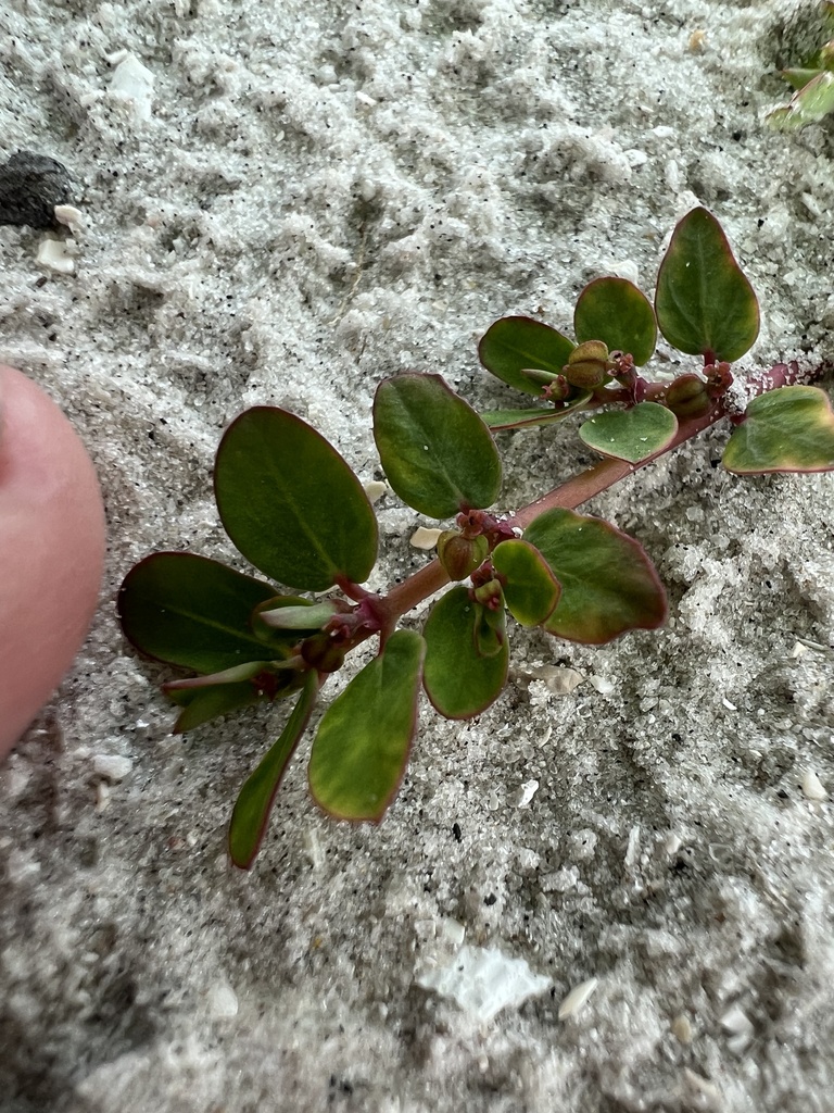 limestone sandmat from Okeechobee, FL, US on June 7, 2023 at 03:24 PM ...