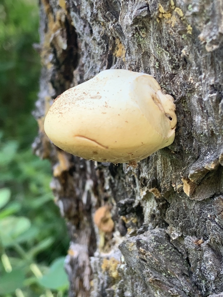 Veiled Polypore from La Grande, OR, US on June 6, 2023 at 03:28 PM by ...