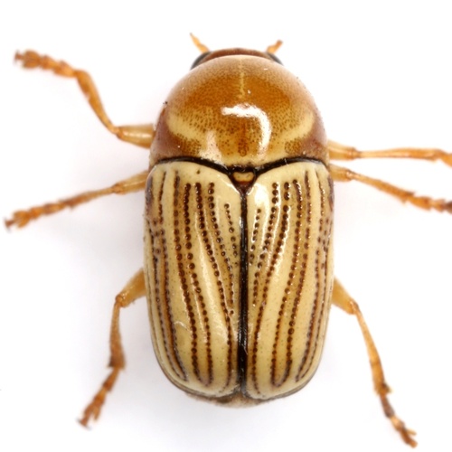 Foul Case-bearing Leaf Beetle (Cryptocephalus spurcus) · iNaturalist