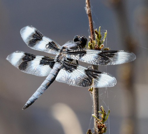 Observations by mrp123 · iNaturalist