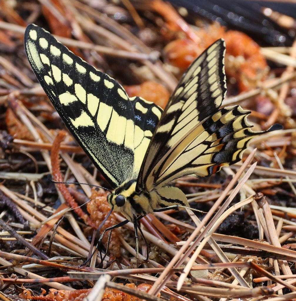 Oregon Swallowtail from Franklin County, WA, USA on June 7, 2023 at 10: ...