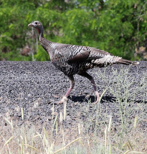 Observations by mrp123 · iNaturalist