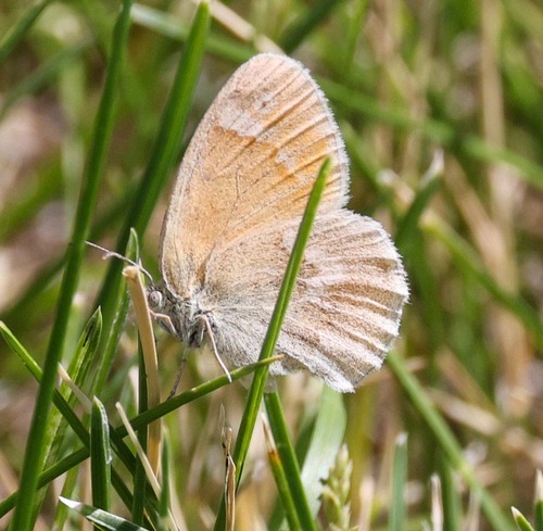 Observations by mrp123 · iNaturalist