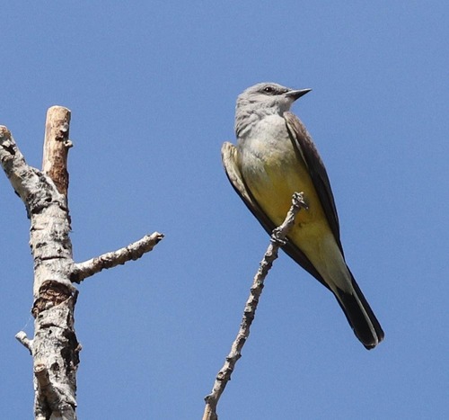 Observations by mrp123 · iNaturalist