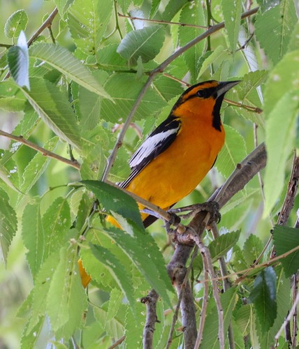 Observations by mrp123 · iNaturalist