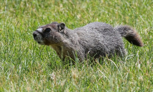 Observations by mrp123 · iNaturalist