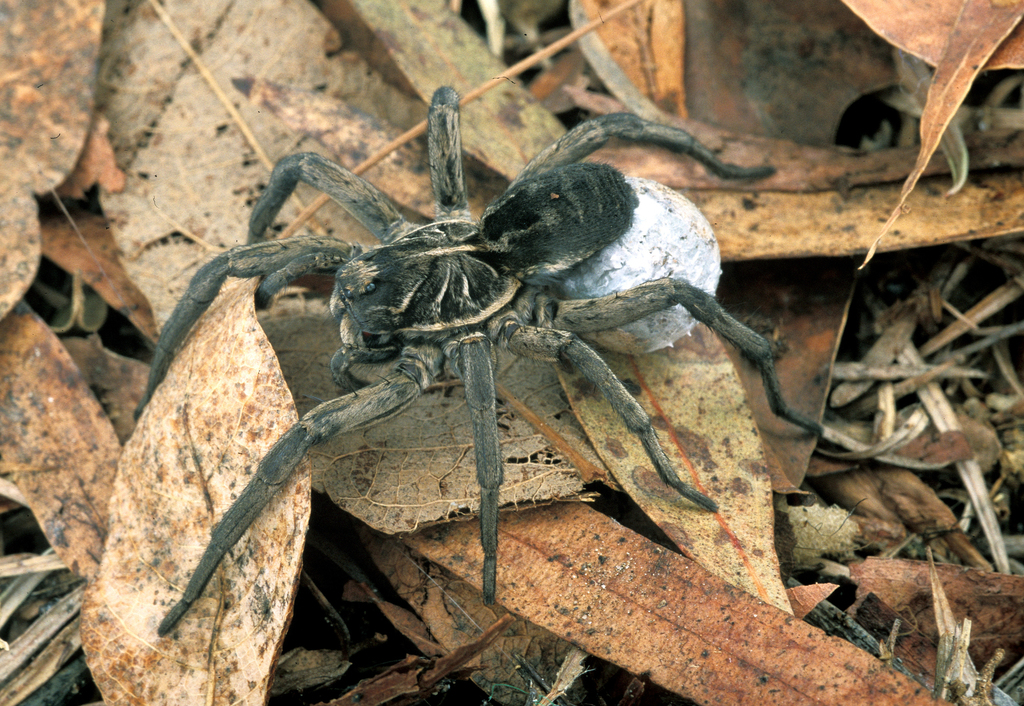 Garden Wolf Spider (Arachnids of Casey, VIC, AU) · iNaturalist