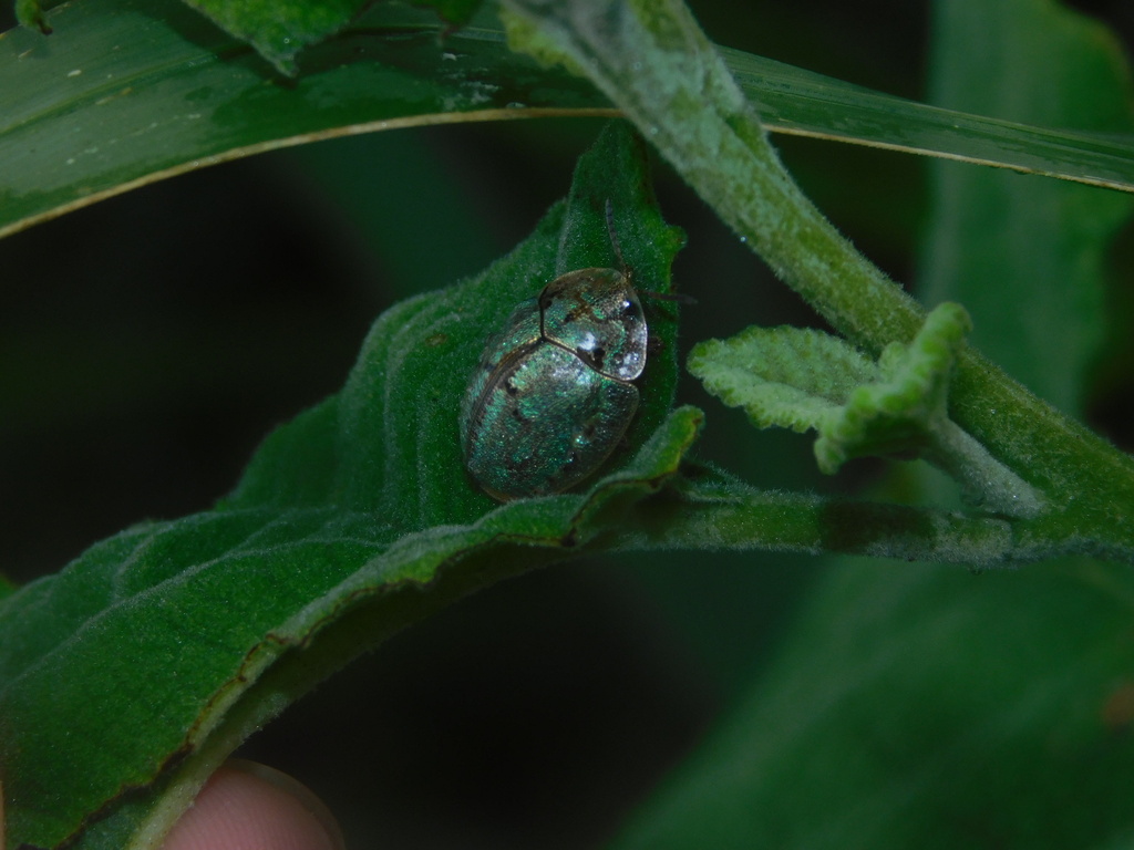 Wild Olive Tortoise Beetle from Comapa, Ver., México on June 5, 2023 at ...