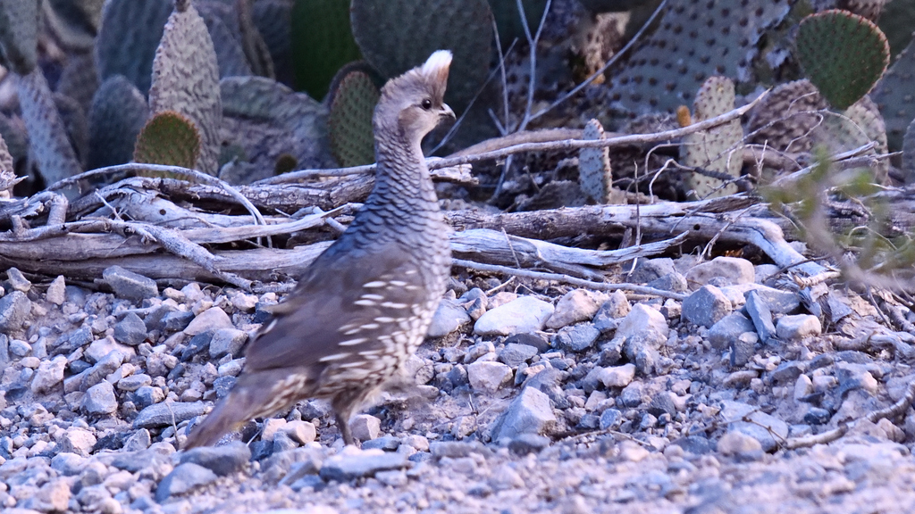 Scaled Quail from Bustamante, N.L., México on June 6, 2023 at 06:53 PM ...