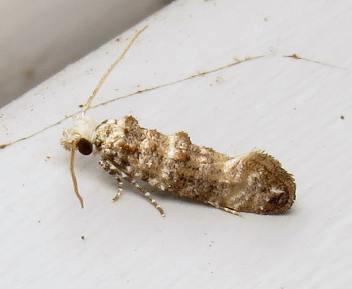 Clemens' Bark Moth (Moths and Butterflies at Meadowside Nature Center ...