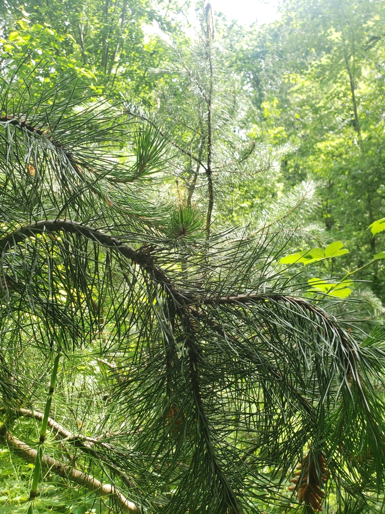 lodgepole pine from Ravenna, Seattle, WA, USA on June 7, 2023 at 03:25 ...