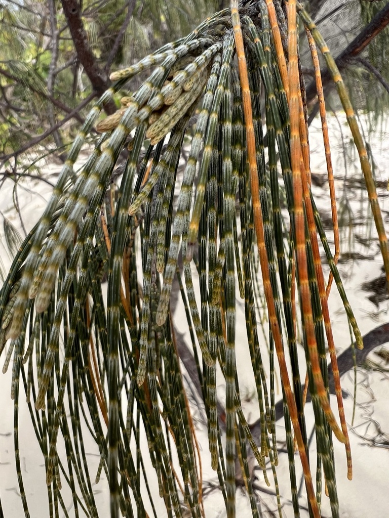 Beach Sheoak from Coral Sea, Golden Beach, QLD, AU on June 8, 2023 at ...