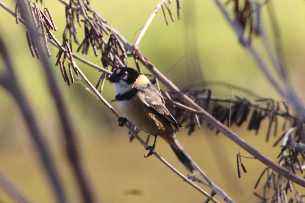 Rusty-collared Seedeater from Araçatuba, SP, Brasil on July 31, 2022 at ...