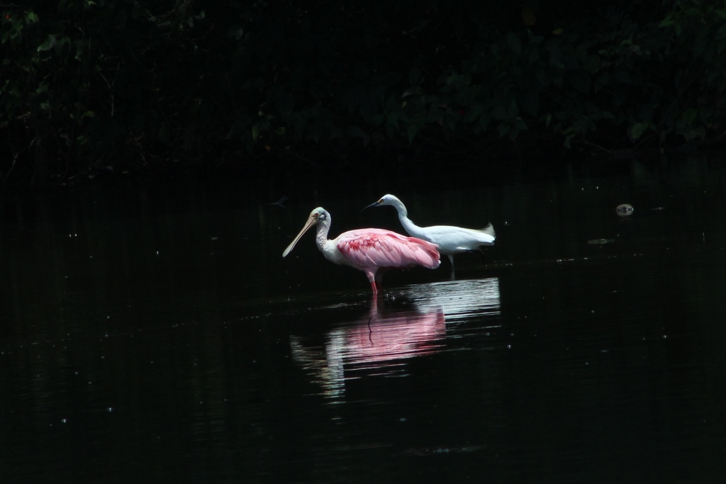 Roseate Spoonbill from Parque Ibirapuera, São Paulo - SP, 04094-050 ...