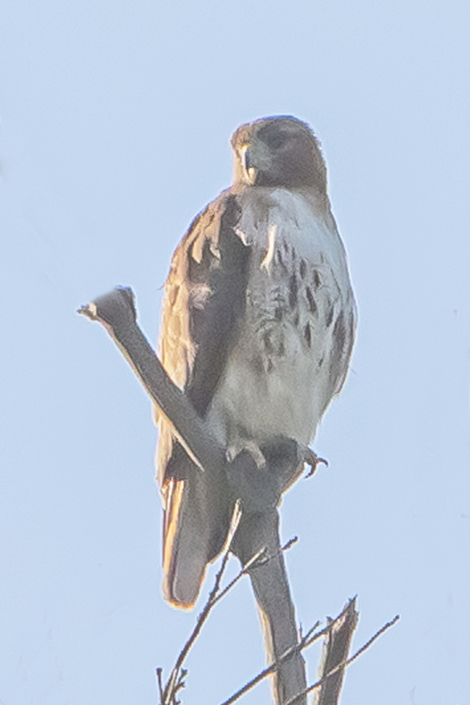 Red-tailed Hawk from Fairfax County VA, USA on June 5, 2023 at 07:25 AM ...