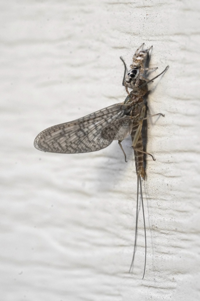 Mayflies from Southeast Calgary, Calgary, AB, Canada on June 7, 2023 at ...
