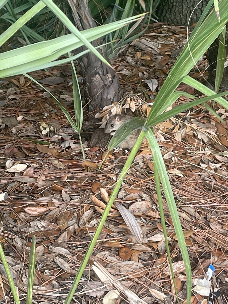 Mice, Rats, and Hamsters from The Florida Aquarium, Tampa, FL, US on ...