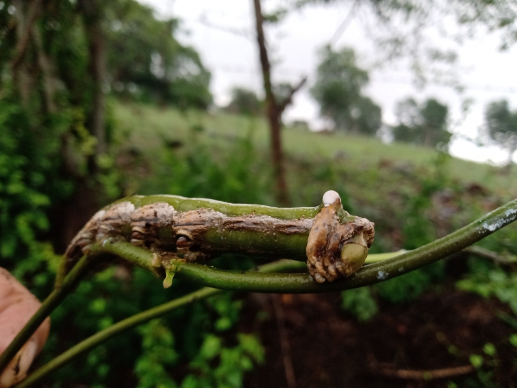 Lassaux's Sphinx from 94212 Ver., México on June 5, 2023 at 03:15 PM by ...