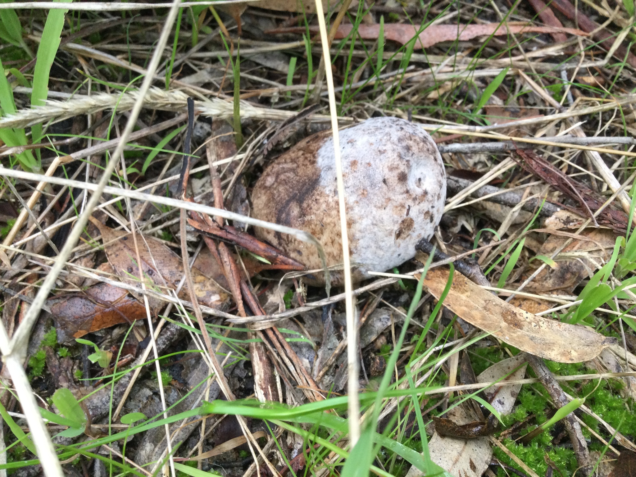 Scleroderma cepa Pers.