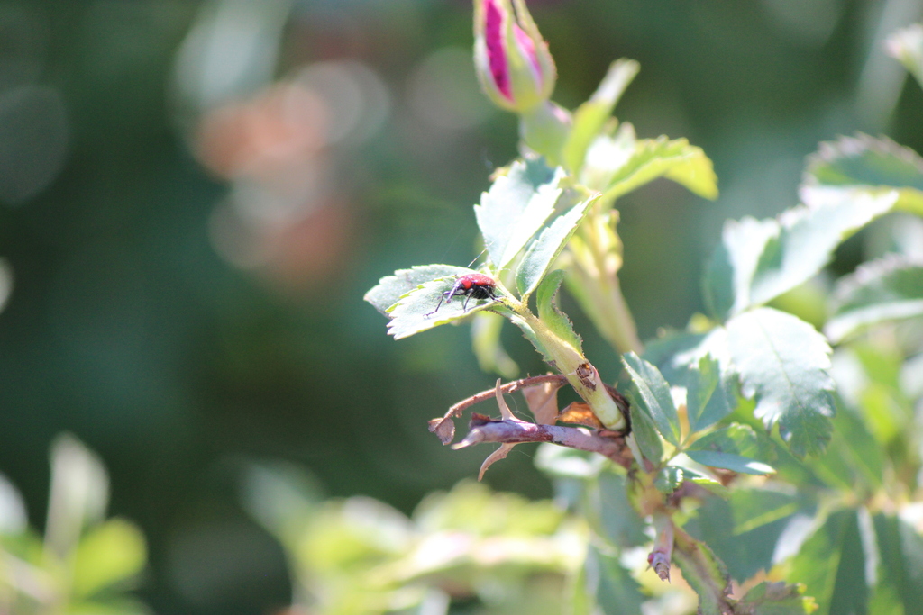 Rose Curculio from Thompson-Nicola, BC, Canada on May 26, 2023 at 11:00 ...