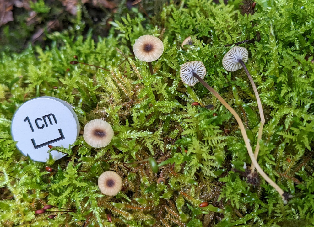 Collared Mosscap from 日本、〒066-0271 北海道苫小牧市丸山 on June 5, 2023 at 09:06 ...