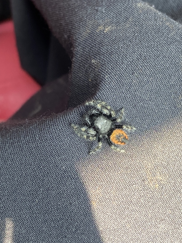 Boreal Tufted Jumping Spider from Webequie Airport, Kenora, Unorganized ...