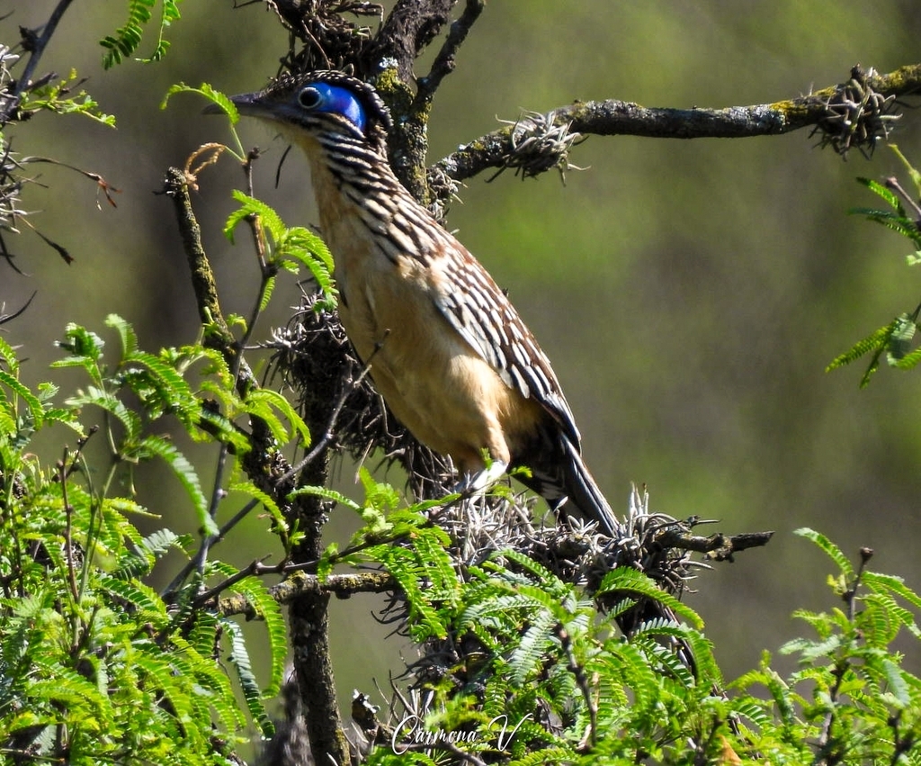 Lesser Roadrunner from Acultzingo on June 7, 2023 at 09:23 AM by Juan ...