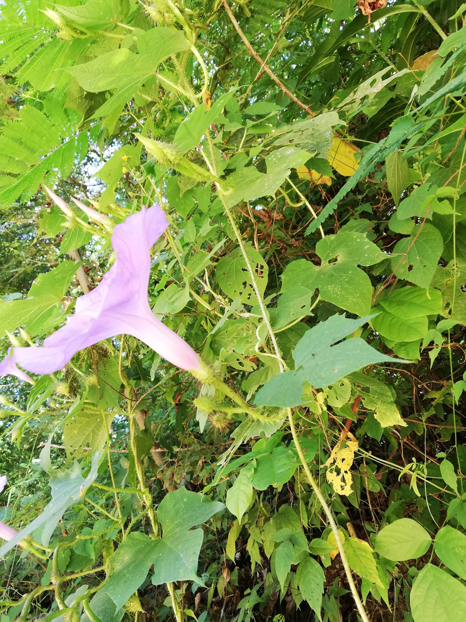 Ipomoea setosa Ker Gawl.