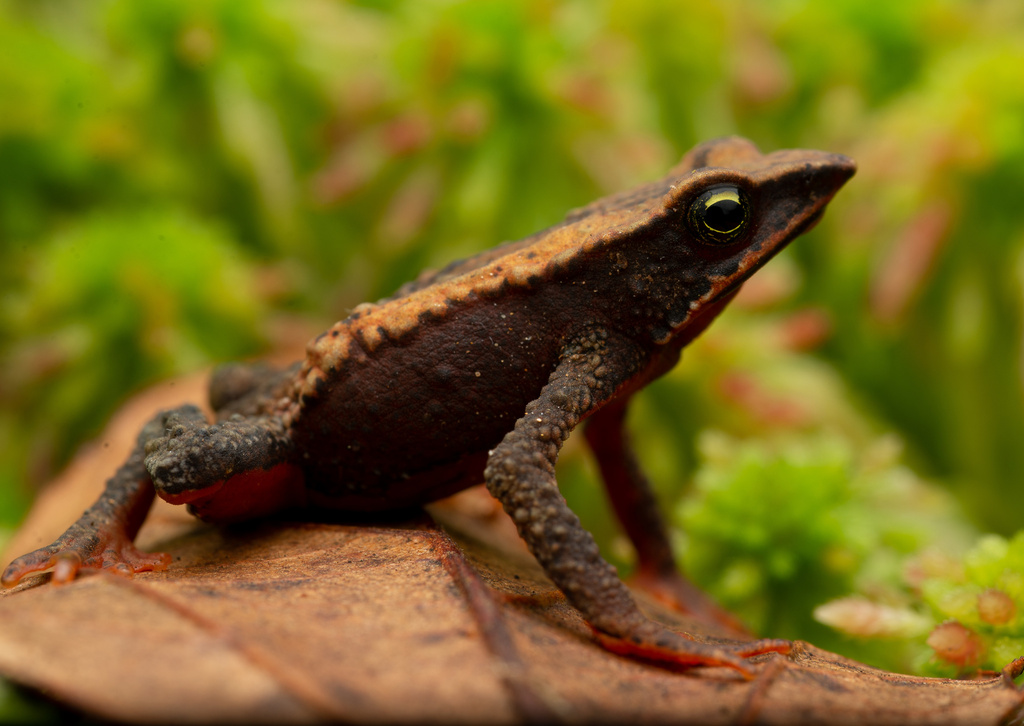 Atelopus nahumae (Anfibios El Dorado) · iNaturalist