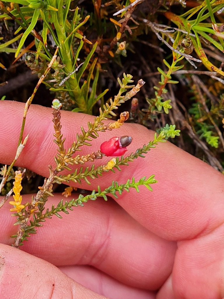 pygmy pine from Tasman District, Tasman, New Zealand on March 7, 2023 ...