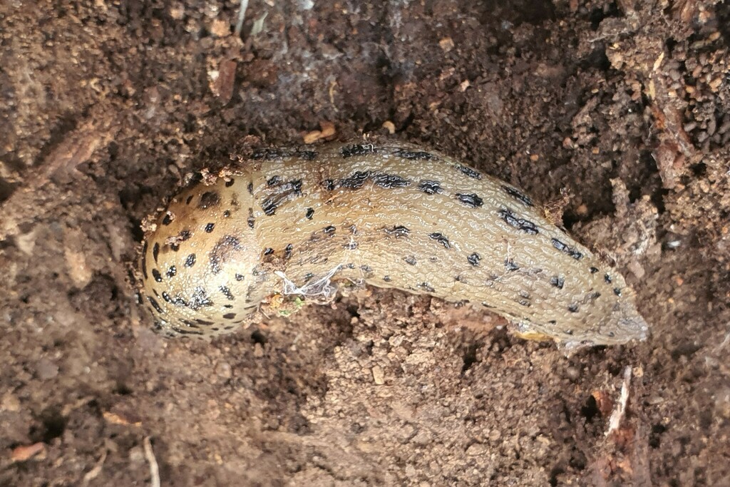Leopard Slug from Melbourne VIC, Australia on May 30, 2023 at 02:06 PM ...