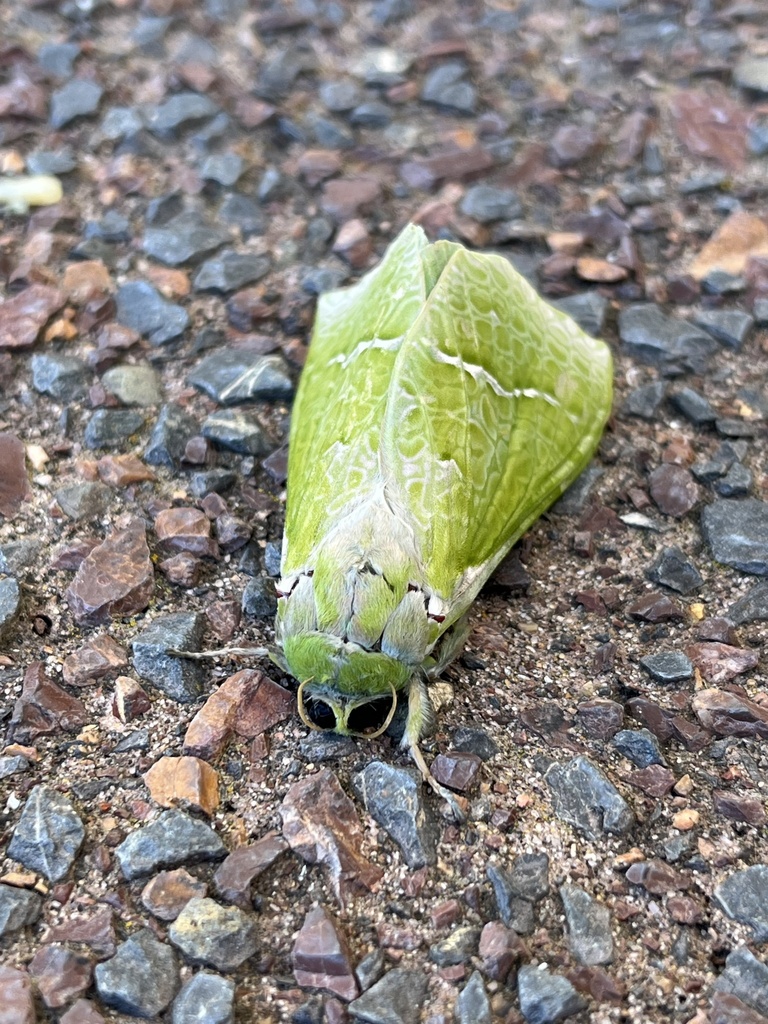 Puriri moth from Massey University, Auckland, Auckland, NZ on June 8 ...