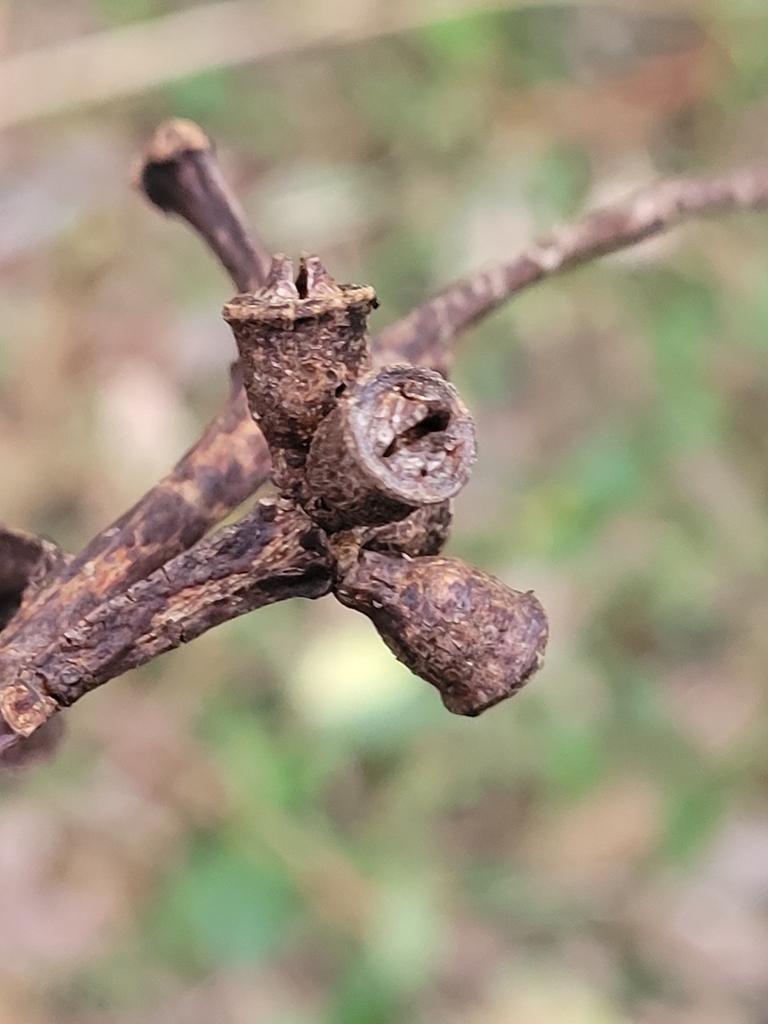 (Eucalyptus botryoides × saligna) - Botanical Realm