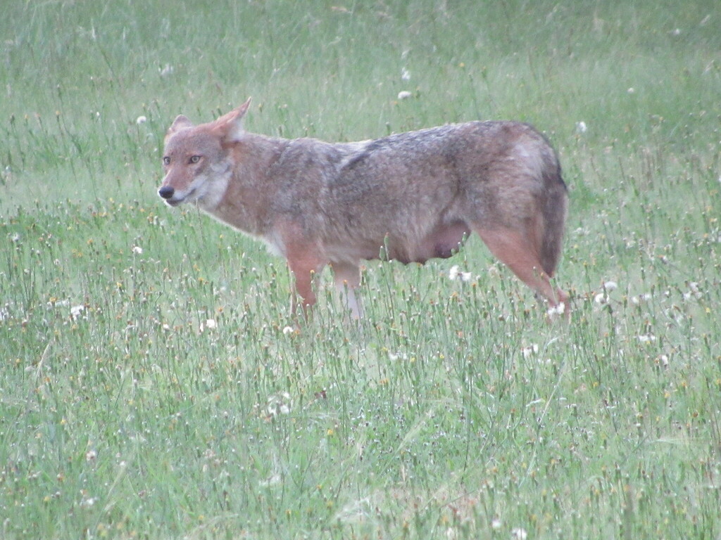Coyote in June 2023 by Chris Acree · iNaturalist