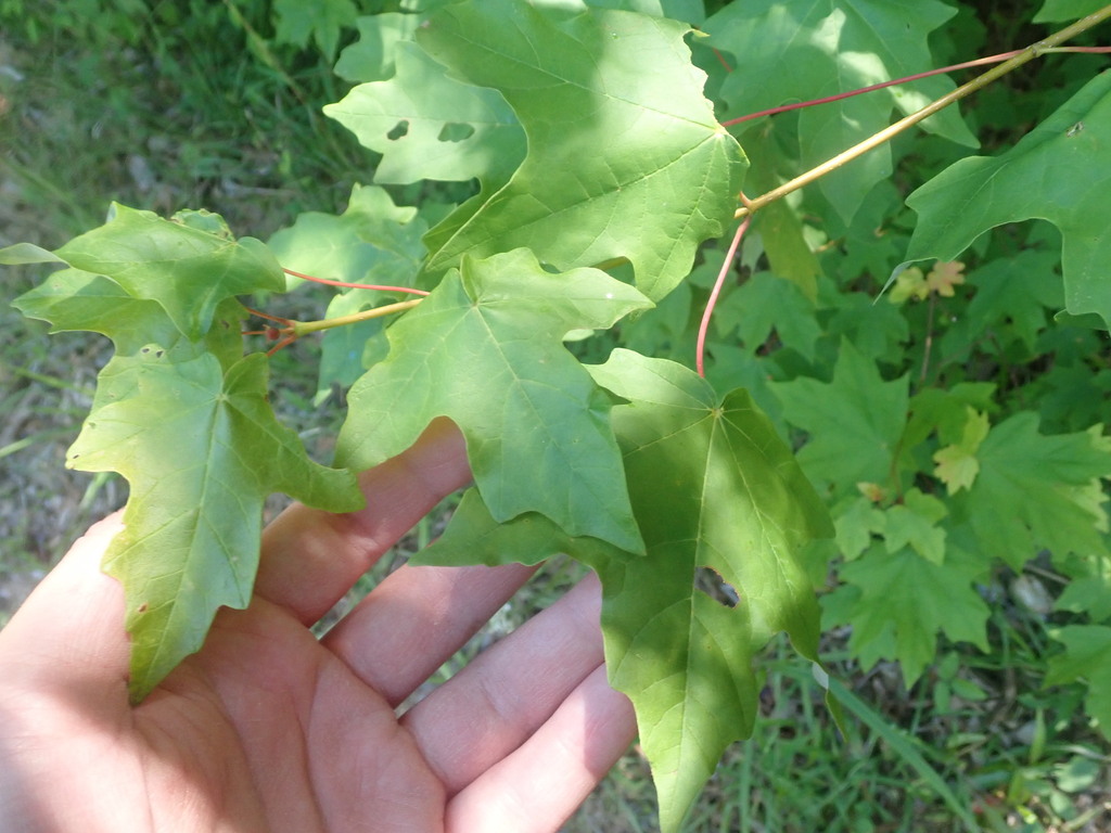 chalk maple from Bibb County, AL, USA on May 29, 2023 at 10:29 AM by ...