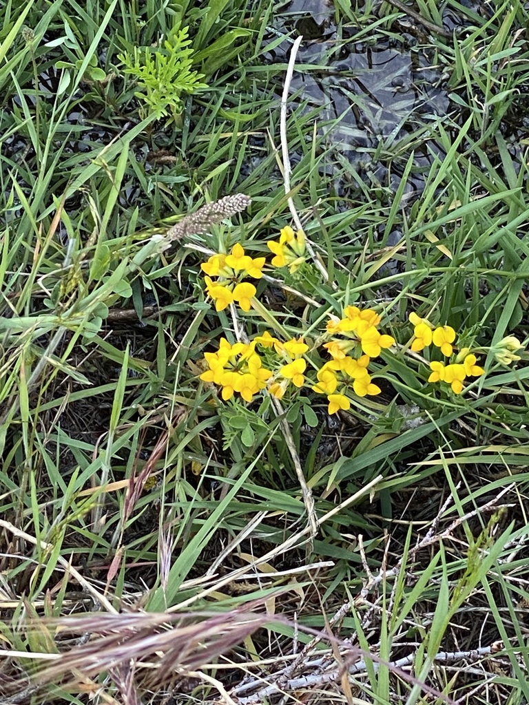 bird's-foot trefoil from Vanadium Ranch Rd, Bishop, CA, US on June 7 ...
