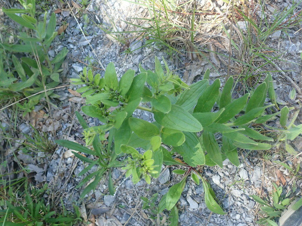 deceptive marbleseed from Bibb County, AL, USA on May 29, 2023 at 10:42 ...