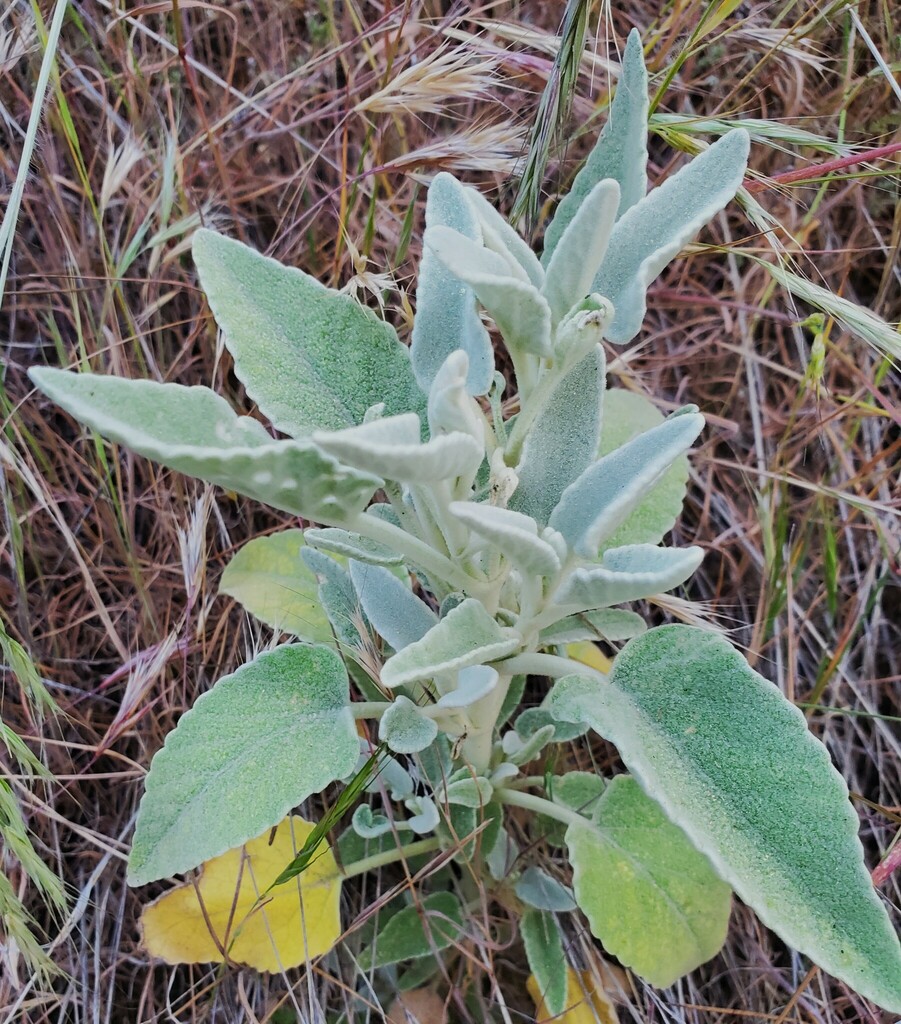 Sideritis soluta (Tenerife Plants Lamiales) · iNaturalist