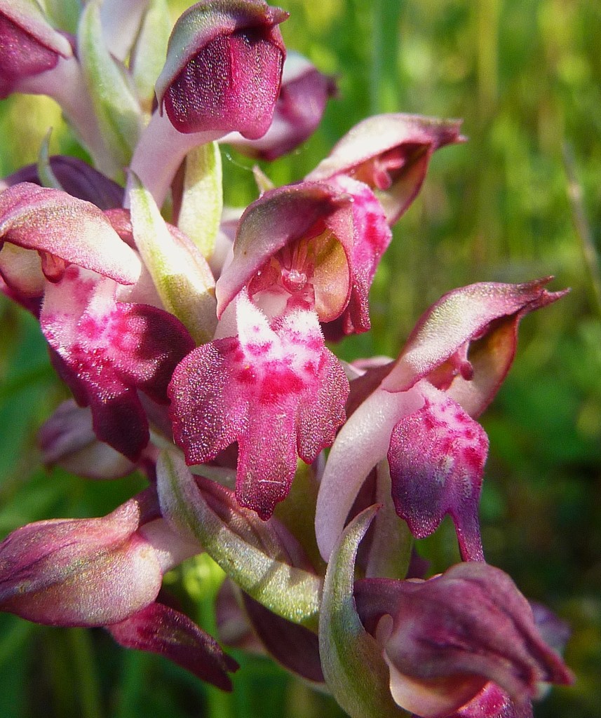 Bug Orchid (Orchidaceae La Rioja) · iNaturalist